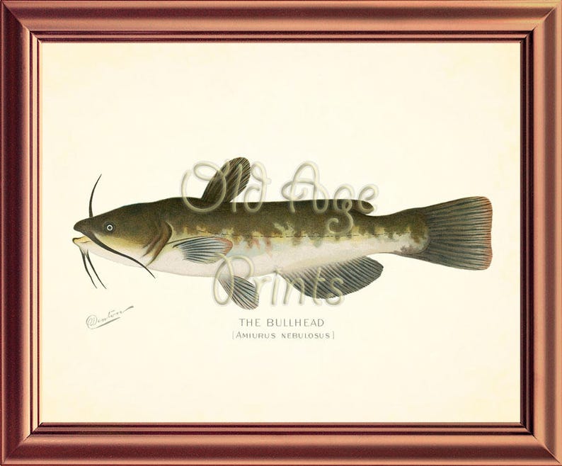 Denton Fish Art Print THE BULLHEAD Amiurus Nebulosus Catfish - Etsy
