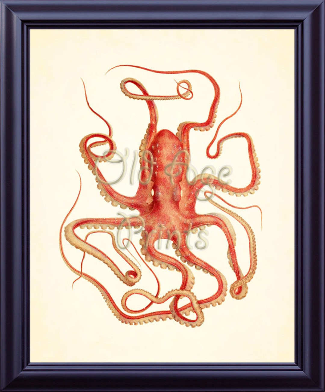 Antique Nautical Print Vintage Red OCTOPUS 8x10 Art Print Sea Life ...