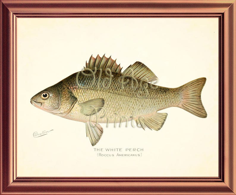 DENTON Fish Print WHITE PERCH Roccus Americanus 8x10 Art Print - Etsy