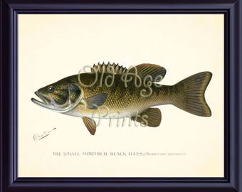 DENTON Fish Print LARGE-MOUTHED Black Bass Micropterus | Etsy