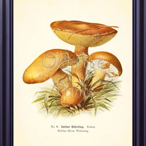 Botanical Print 8x10 Art Print Vintage German Edible MUSHROOMS Boletus ...