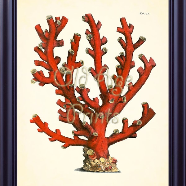 Red Coral Print - Etsy
