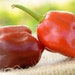 Red Dawn CGN 21500 Hot Pepper Premium Seed Packet + More - Etsy