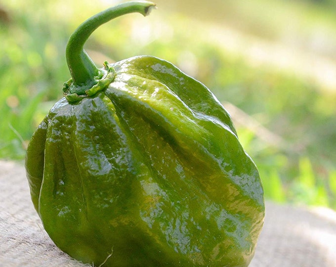 Death Spiral Ultra Hot Pepper Premium Seed Packet Possibly the | Etsy