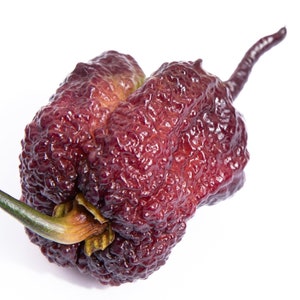 Purple Gator Jigsaw Ultra Hot Pepper Premium Seed Packet - Etsy