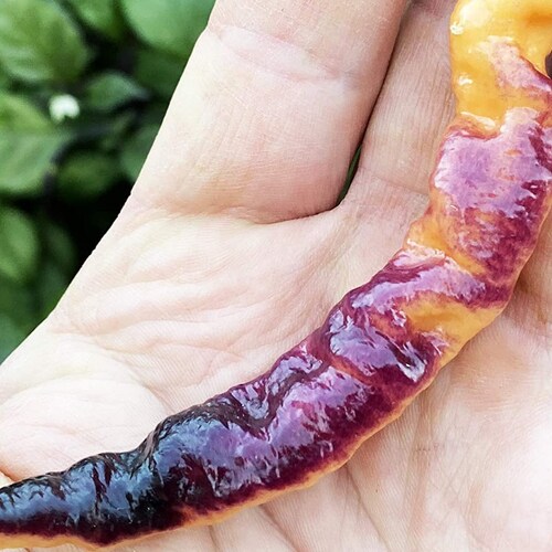 Count Dracula Vampire Pepper Premium Seed Packet - Etsy