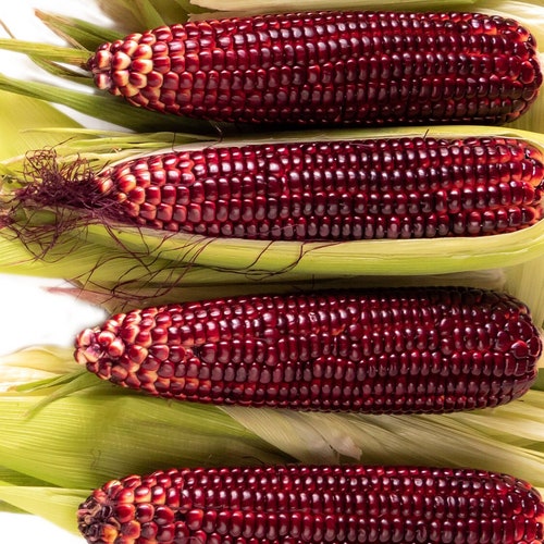 Ruby Red Queen Sweet Corn Anthocyanin Antioxidants - Etsy