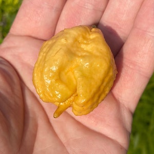 Golden Carolina Reaper HP22B Pepper Premium Seed Packet Record Hottest ...