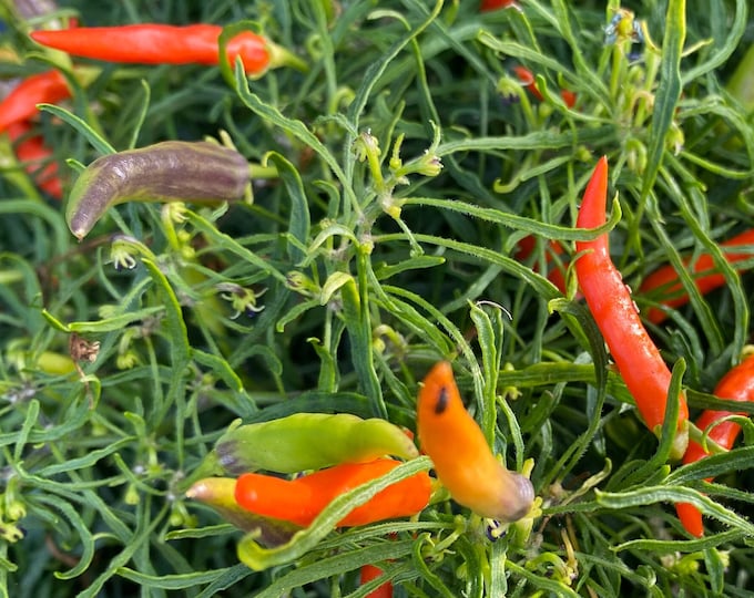 Yellow African Pequin Birds Eye Heirloom Pepper Premium Seed - Etsy