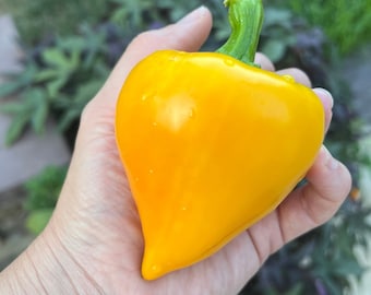 Lesya Orange Ukrainian Paprika Sweet Pepper Premium Seed - Etsy