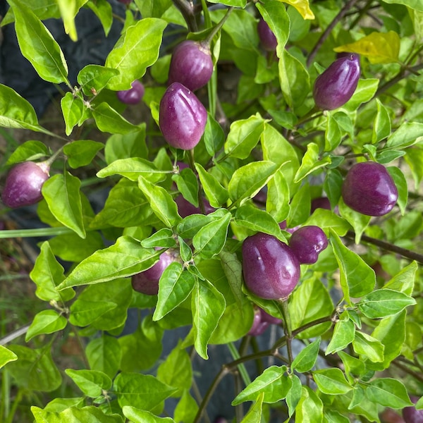 Wiri Wiri Heirloom Pepper Premium Seed Packet - Etsy