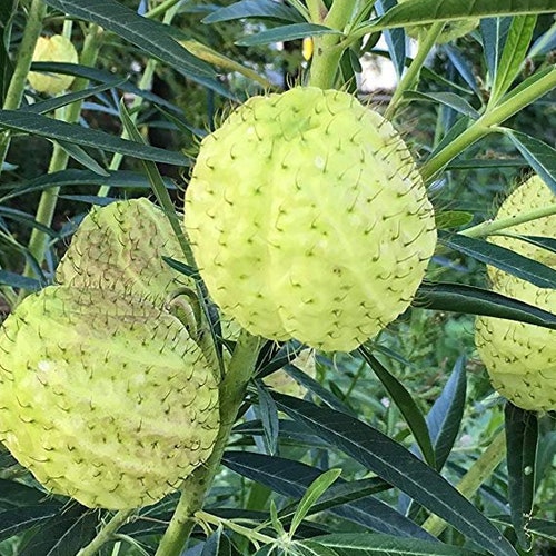 Oscar Plant Milkweed Gomphocarpus Premium Seed Packet Monarch | Etsy