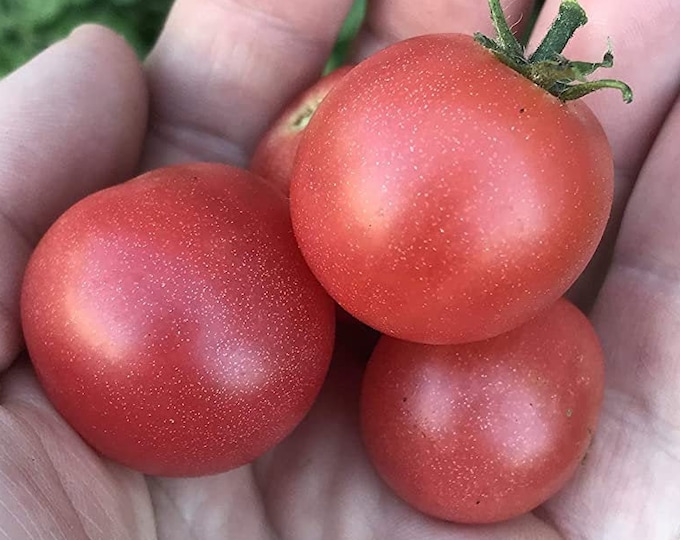 Striped speckled Roman Heirloom Tomato Premium Seed Packet - Etsy