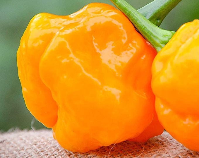 Aleppo Chile Hot Pepper Premium Seed Packet More - Etsy