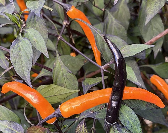 Otto File Orange Polenta Italian Heirloom Flint Corn Eight Row - Etsy