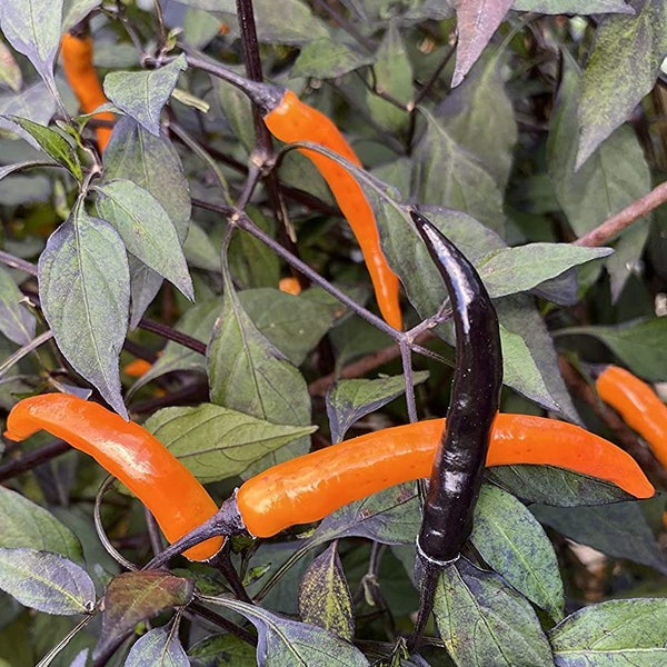 Seed Obsession - Etsy