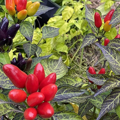 Peruvian Purple Peru Heirloom Pepper Premium Seed Packet - Etsy