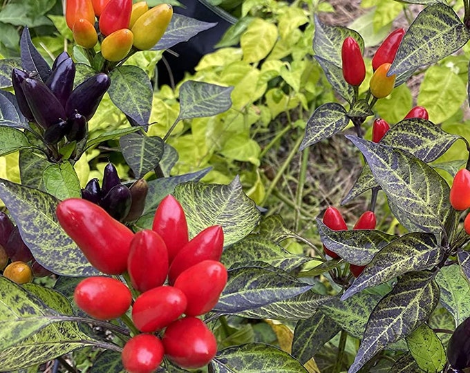 Aji Mango Chile Heirloom Pepper Premium Seed Packet - Etsy