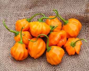 Aji Mango Chile Heirloom Pepper Premium Seed Packet | Etsy