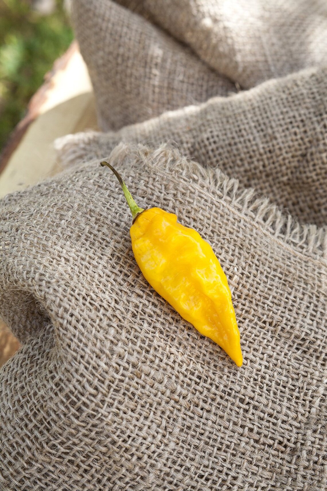 Devils Tongue Heirloom Pepper Premium Seed Packet | Etsy