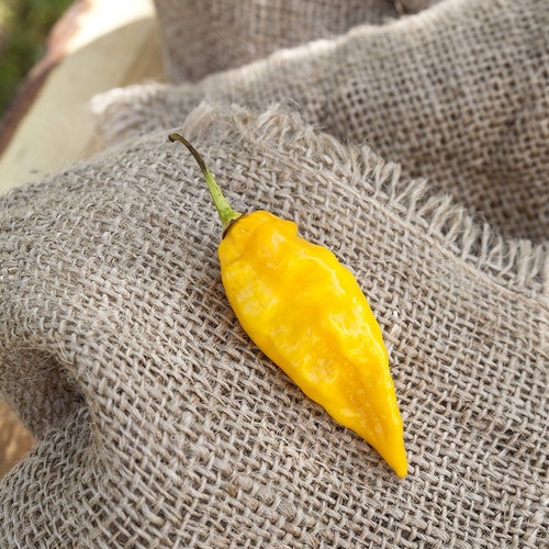 Wiri Wiri Heirloom Pepper Premium Seed Packet | Etsy