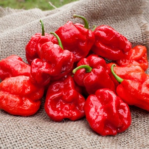7pot 7 Pod Red Trinidad Chile Heirloom Pepper Premium Seed Packet - Etsy