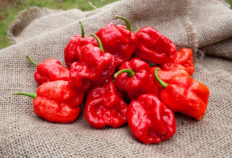 7pot 7 Pod Red Trinidad Chile Heirloom Pepper Premium Seed - Etsy