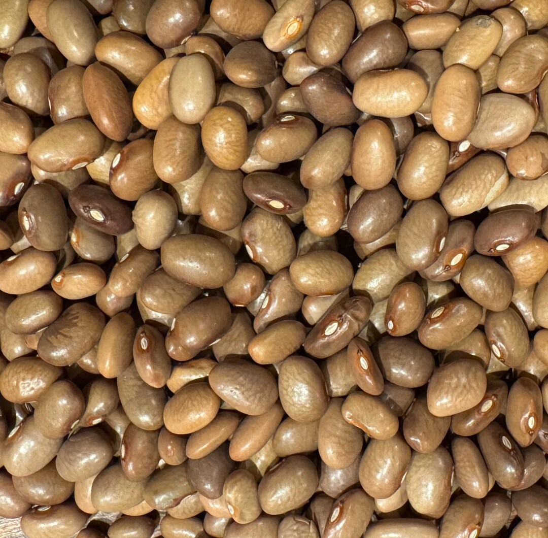 Chocolate Bayo Frijol Bean Heirloom Seed Packet - Etsy