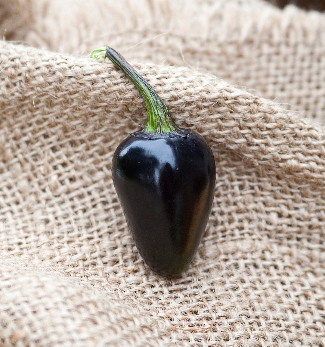 Purple Jalapeno Heirloom Pepper Premium Seed Packet - Etsy