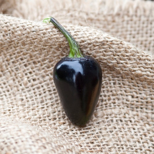 Purple Serrano Chile Pepper Premium Seed Packet Record Hottest - Etsy