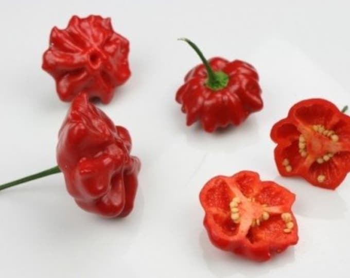 Cheiro Roxa Hot Pepper Premium Seed Packet More | Etsy