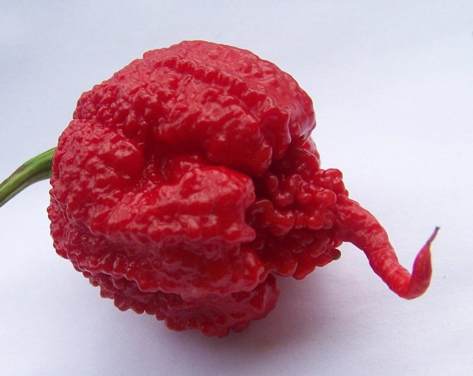 Sepia Serpent douglah X Reaper Pepper Premium Seed Packet | Etsy