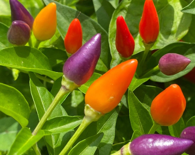 20 Seeds Bolivian Rainbow Pepper Seeds - Etsy