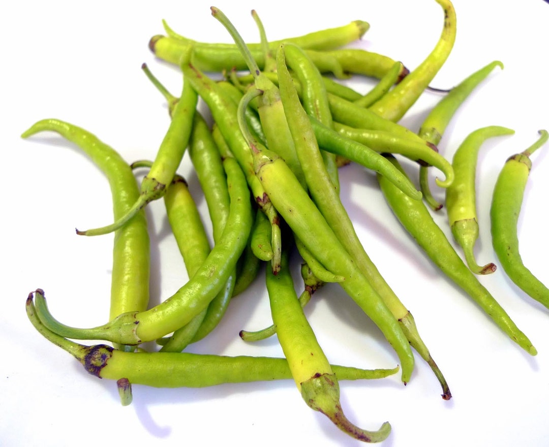 Guindilla Pepper Heirloom the Famous Basque Region Pepper Premium Seed ...