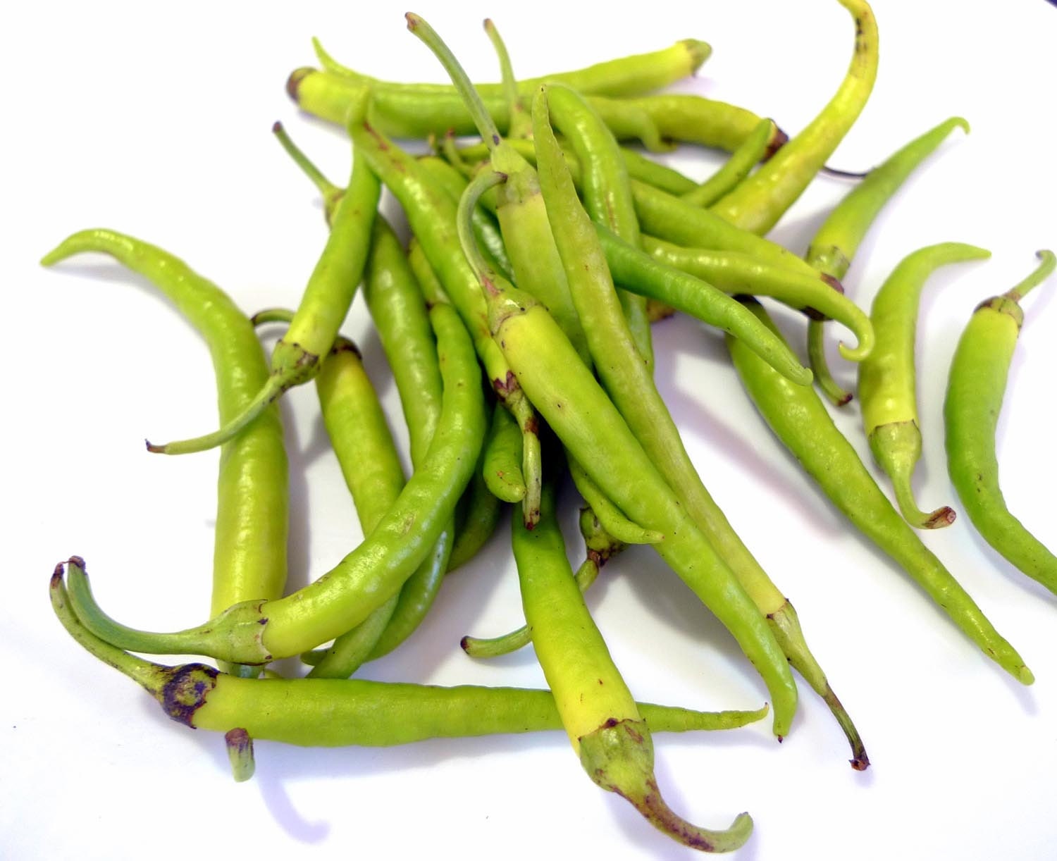 Guindilla Pepper Heirloom the Famous Basque Region Pepper Premium Seed ...