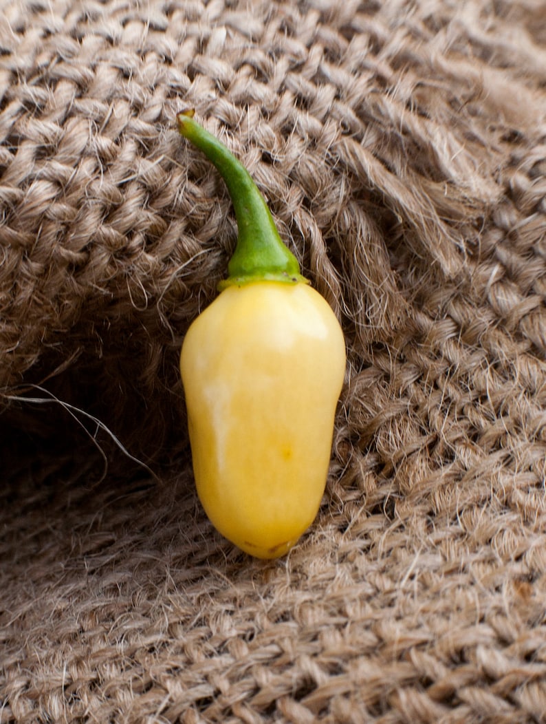 Peruvian White Lightning Habanero Heirloom Pepper Premium Seed Packet ...