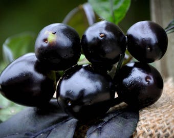 Count Dracula Vampire Pepper Premium Seed Packet - Etsy