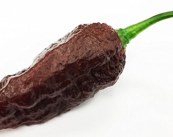 Aleppo Chile Hot Pepper Premium Seed Packet More - Etsy