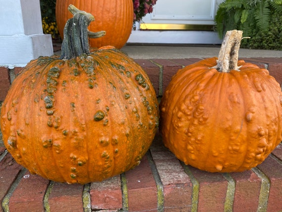 Warty Goblin Jack O Lantern Pumpkin Premium Seed Packet - Etsy