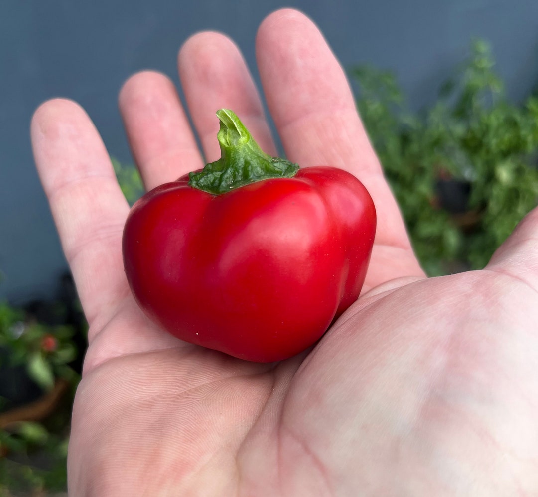 Ashe County Pimento Sweet Heirloom Smoky Mountain Pepper Premium Seed ...