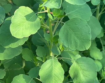 Papalo 25 Seeds Porophyllum Ruderale, Bolivian Coriander, Summer ...