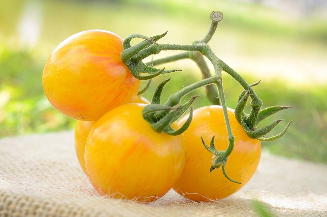 Sunrise Yellow and Red Bumblebee Heirloom Cherry Tomato Premium Seed ...