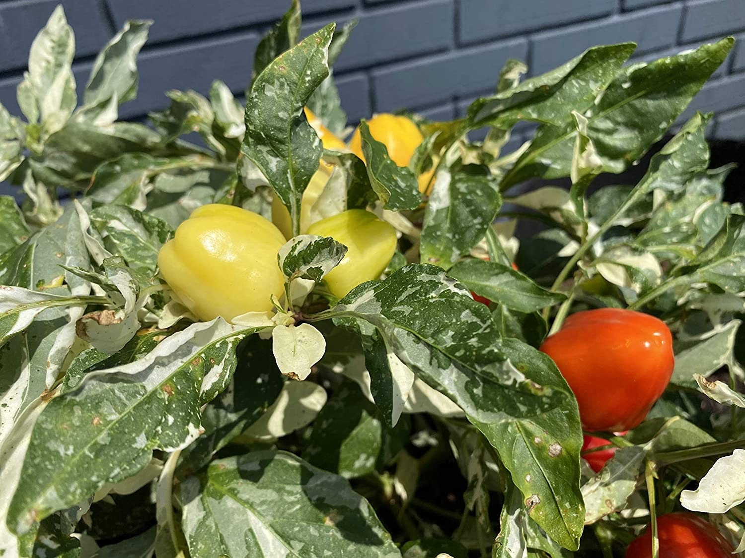 Variegated Baby Bell Pepper Premium Seed Packet - Etsy