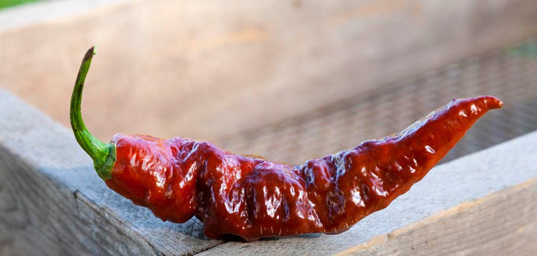 Chocolate Bhut Jolokia Heirloom Ghost Pepper Premium Seed Packet - Etsy ...