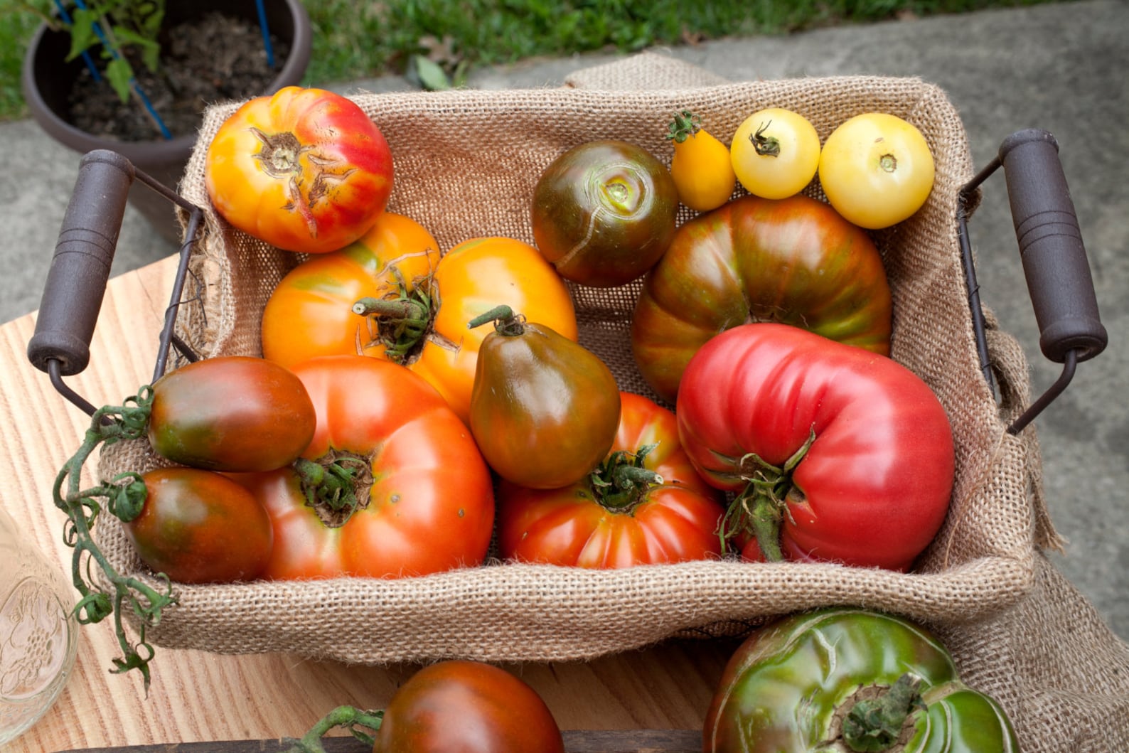 Super Snow White Heirloom Tomato Premium Seed Packet - Etsy
