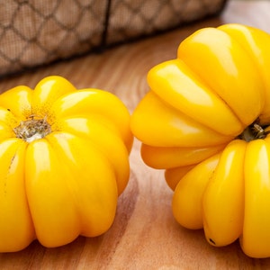Yellow Ruffles Pleated Stuffing Heirloom Tomato Premium Seed Packet - Etsy