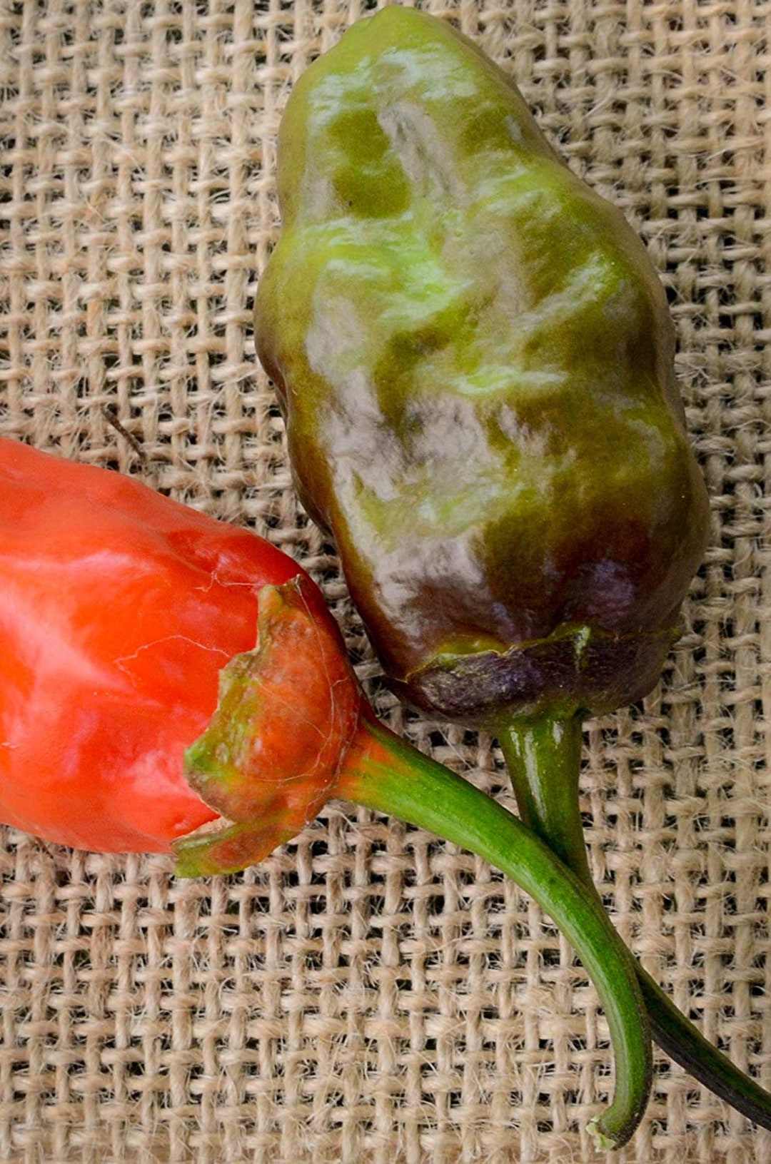 BBG 7pot MAMP Purple Pepper Hot Pepper Premium Seed Packet More - Etsy