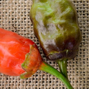 BBG 7pot MAMP Purple Pepper Hot Pepper Premium Seed Packet More - Etsy