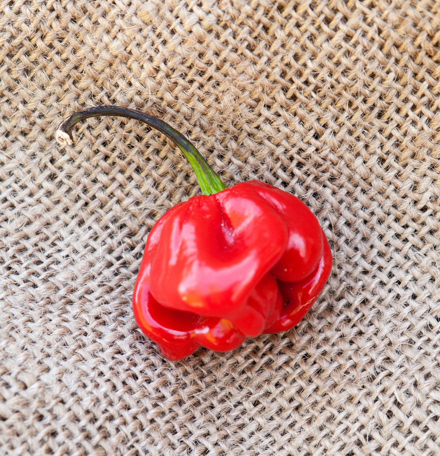 Red Savina Habanero Heirloom Pepper Premium Seed Packet - Etsy