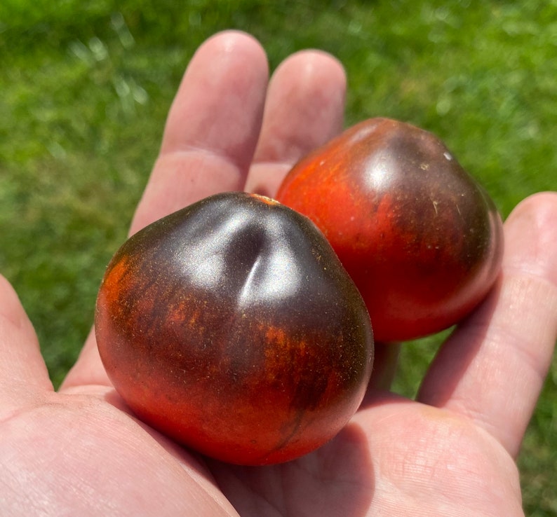 Blue Pear Heirloom Tomato Premium Seed Packet - Etsy